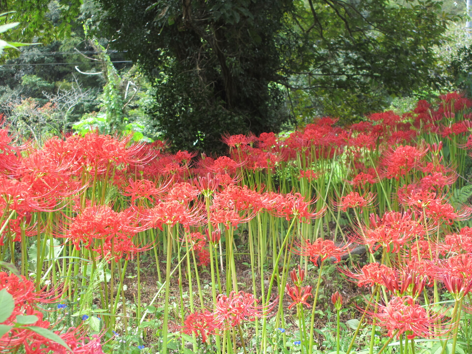 真っ赤に燃えるヒガンバナ: ホッと一息