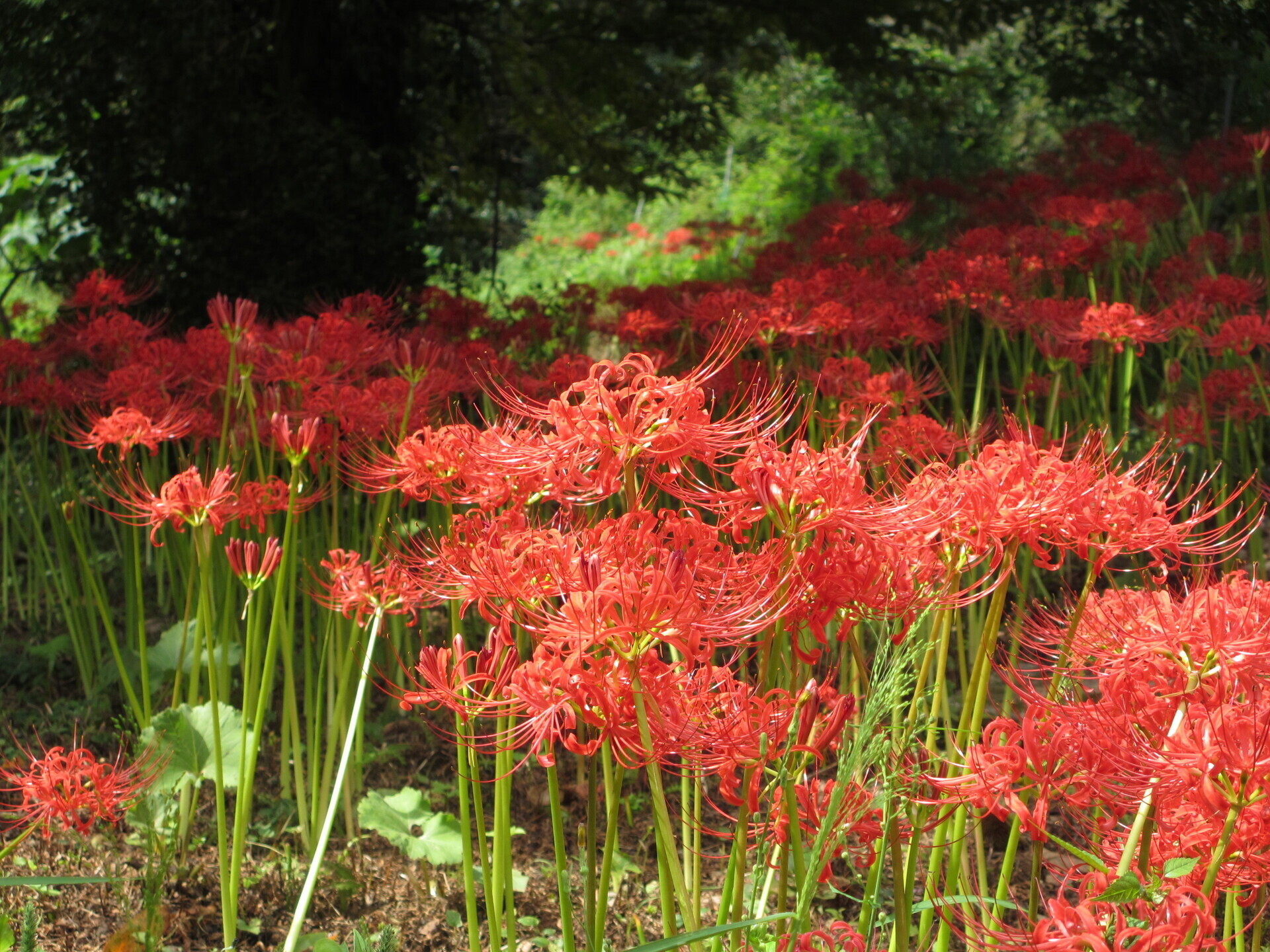 真っ赤に燃えるヒガンバナ: ホッと一息